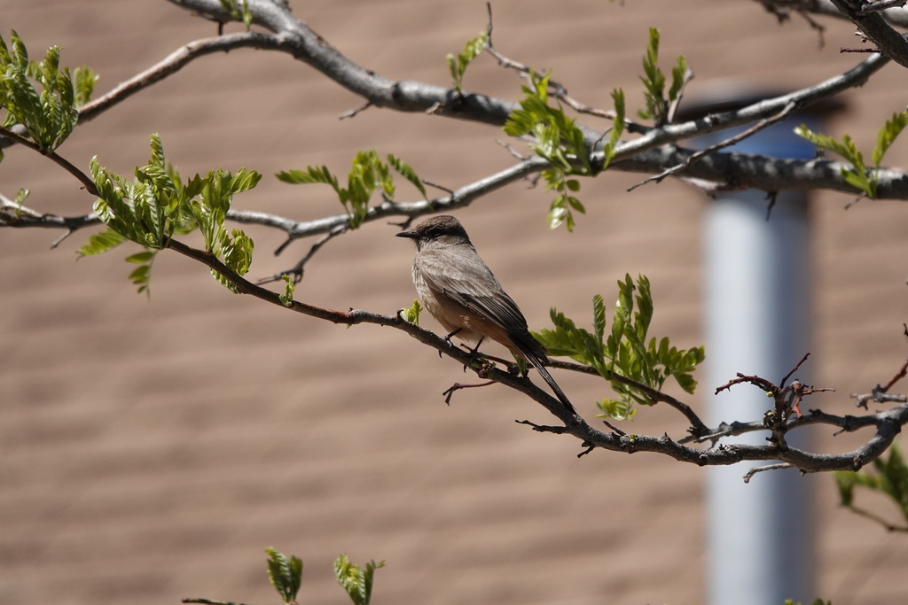 Say's Phoebe from Denver Audubon Nature Center on May 8, 2024 at 10:45 ...