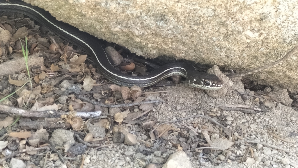 Striped Racer from 21576 B.C., México on May 9, 2024 at 10:32 AM by ...