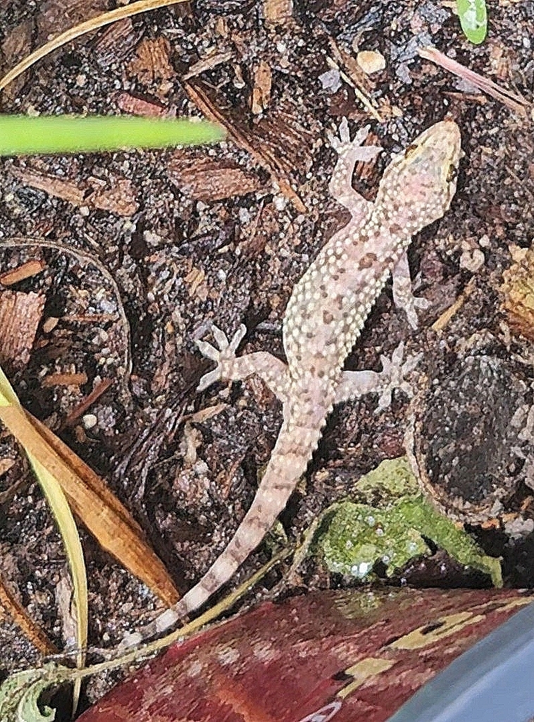 Mediterranean House Gecko from Dallas, TX 75234, USA on May 9, 2024 at ...