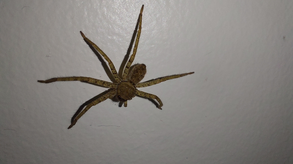 Pantropical Huntsman Spider from FR5G+RC, Tancha, Onna, Kunigami ...