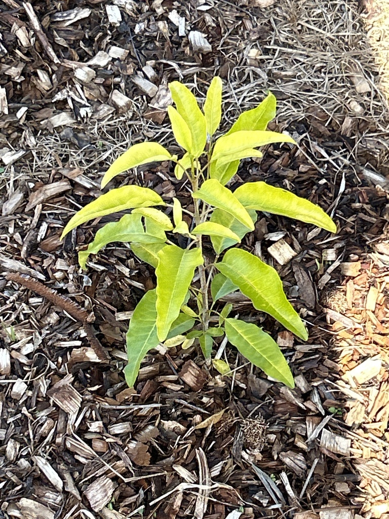 yellow aspen from Snowwood Ave, Maleny, QLD, AU on May 10, 2024 at 10: ...
