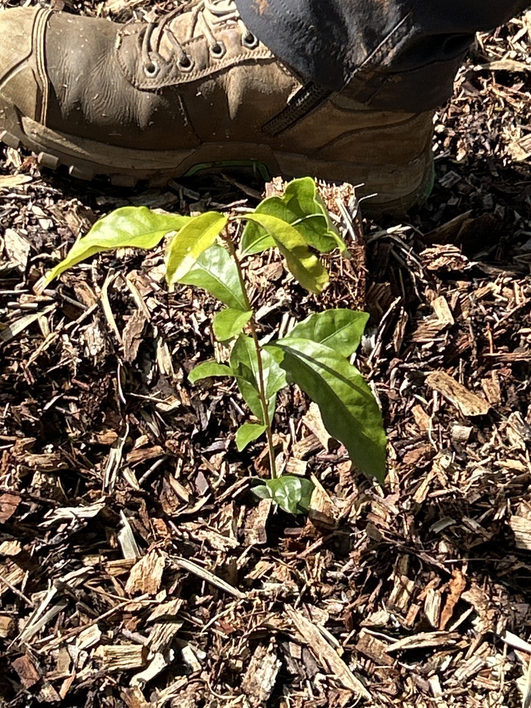 white booyong from Porters La, North Maleny, QLD, AU on May 10, 2024 at ...