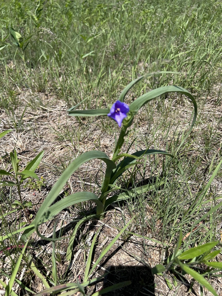Spiderworts from N Chestnut St, Olathe, KS, US on May 9, 2024 at 02:10 ...