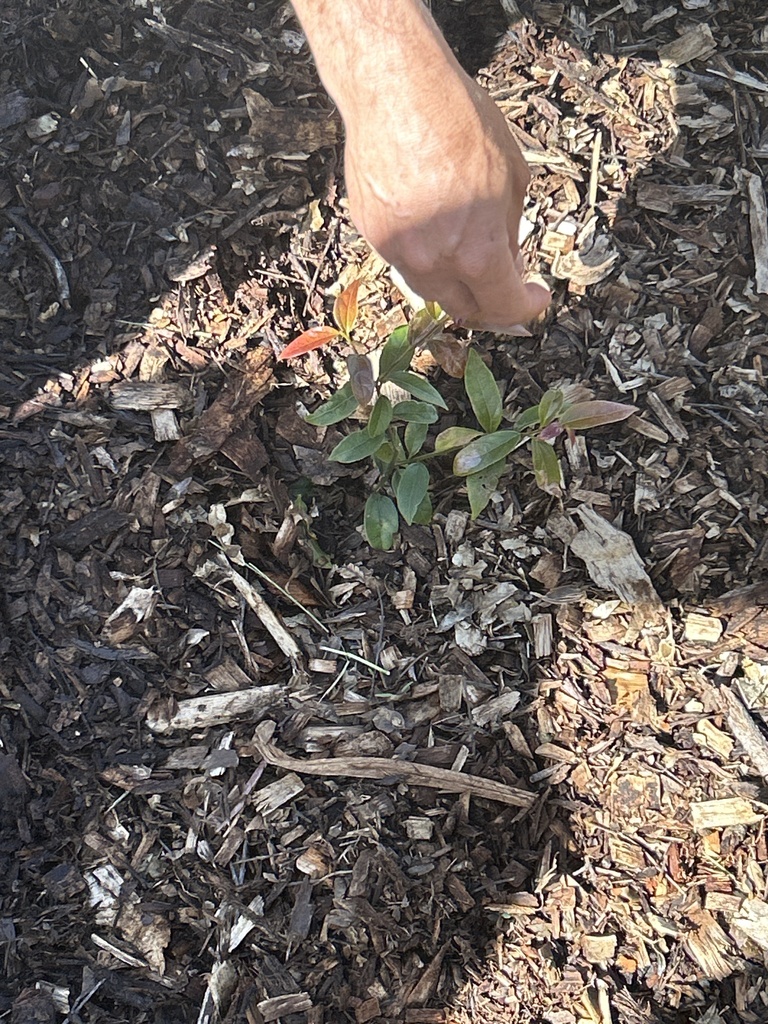 Brown Laurel from Cinnamon St, Maleny, QLD, AU on May 10, 2024 at 10:40 ...