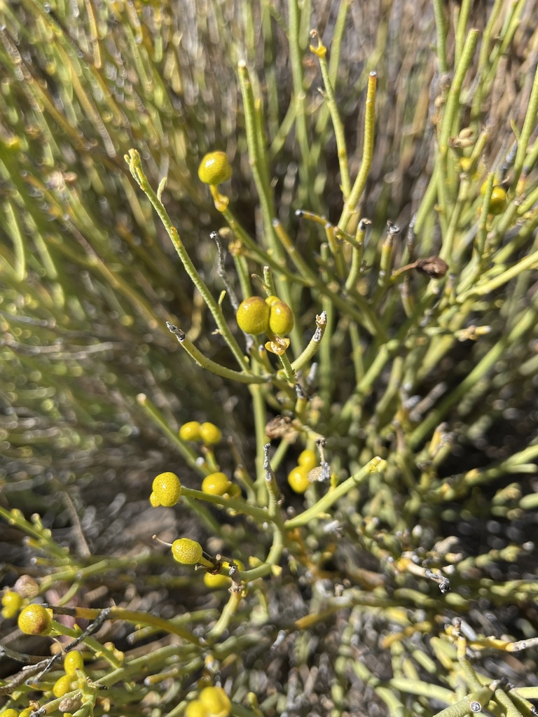 Turpentine Broom from Jacumba National Cooperative Land and Wildlife ...