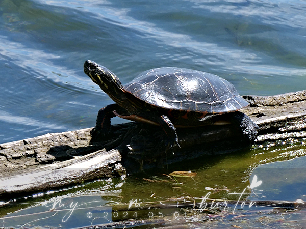 Painted Turtle from Arbor Lake, Morton Arboretum, Lisle, DuPage County ...