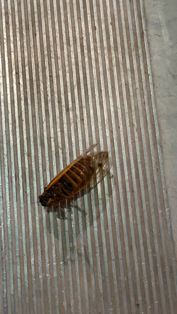Decim Periodical Cicadas from Cary on May 9, 2024 at 09:05 PM by Ann ...
