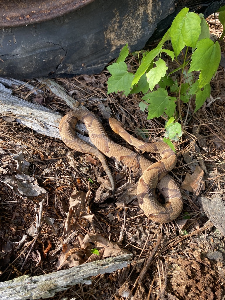 Eastern Copperhead in May 2024 by Jonathan Lafferty · iNaturalist