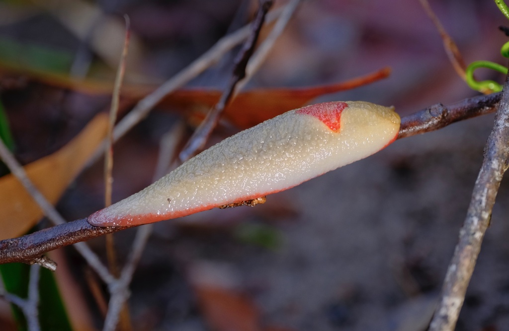 Red Triangle Slug from Burralow Rd, Kurrajong Heights, NSW, AU on May ...