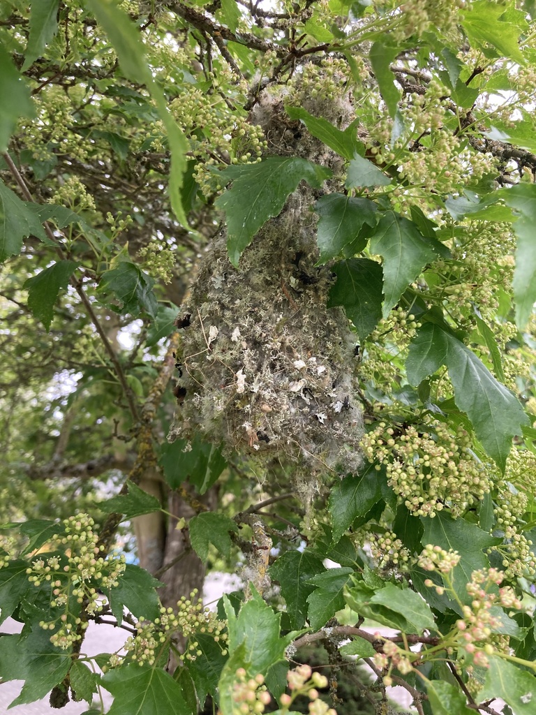 Bushtit from Fremont Ave N, Seattle, WA, US on May 04, 2024 at 12:22 PM ...