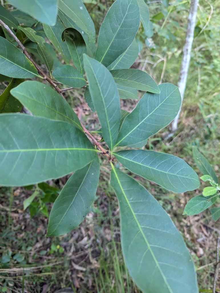 plants from Mount Mellum QLD 4550, Australia on April 19, 2024 at 04:24 ...