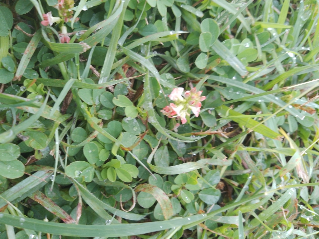 Creeping Indigo in May 2024 by Byron Blake. Found in amongst lawn grass ...