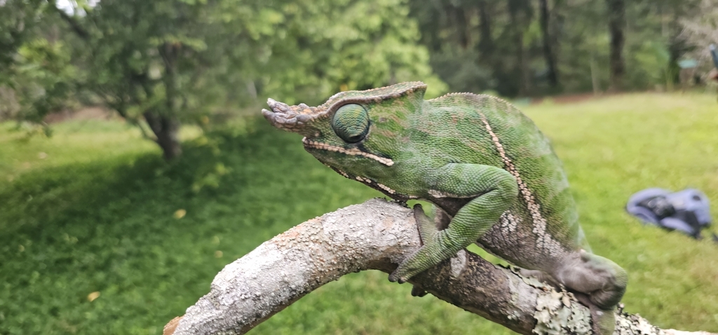 Two-banded Chameleon in April 2024 by Charles Marcoux · iNaturalist