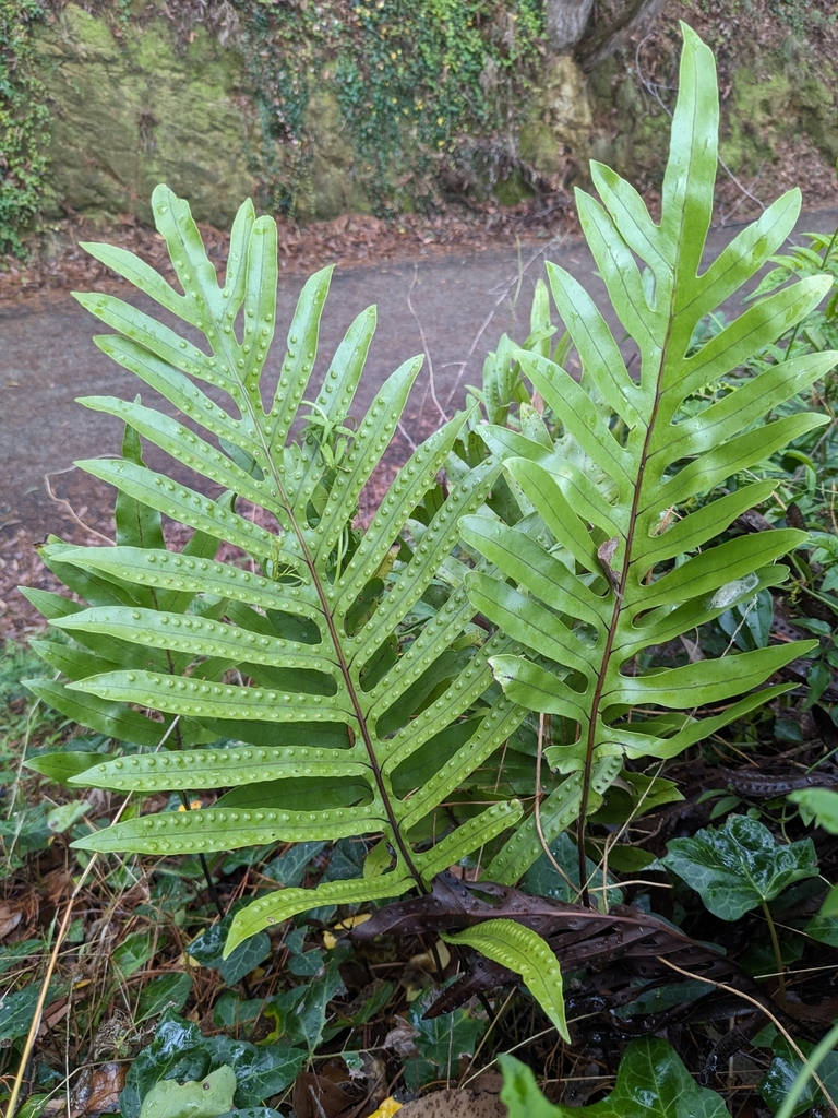 hound's tongue fern from Mount Evelyn VIC 3796, Australia on May 10 ...