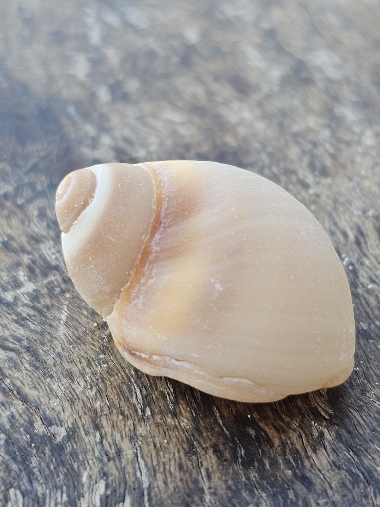 Conical Moon Snail from Stop 109 The Esplanade - West side, Port ...