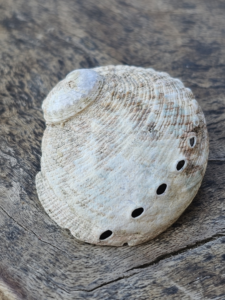 Circular ear shell from Stop 109 The Esplanade - West side, Port ...