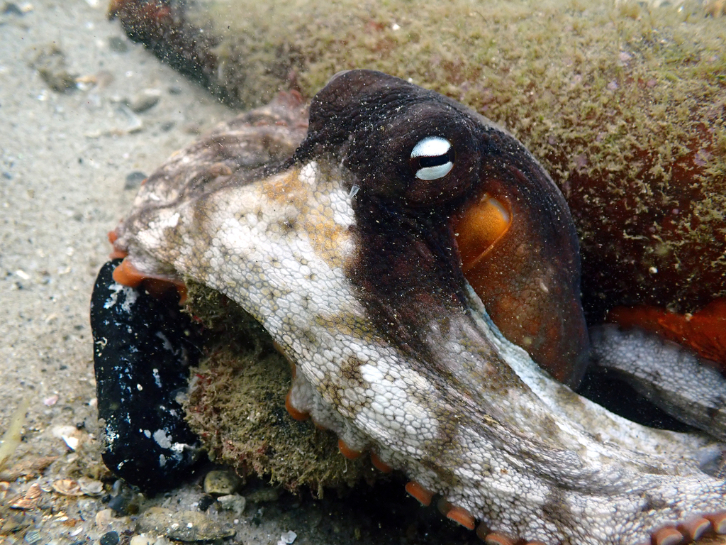 Common Sydney Octopus from Swansea Bridge on April 20, 2024 at 09:13 AM ...