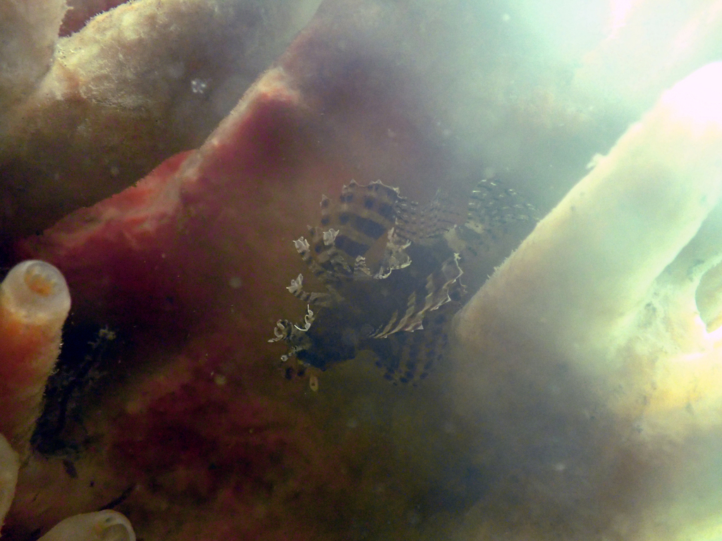 Dwarf Lionfish from Pipeline on May 10, 2024 at 11:00 AM by renae ...