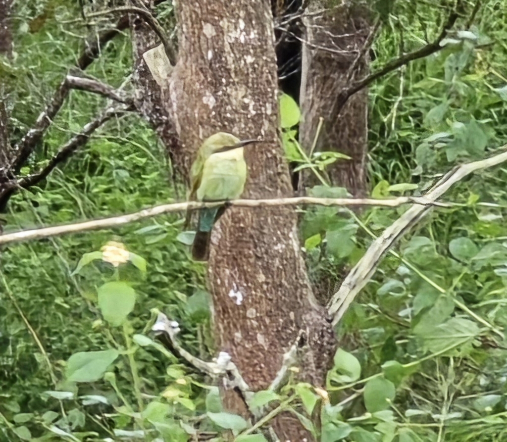 Rainbow Bee-eater from Netherdale QLD 4756, Australia on May 10, 2024 ...