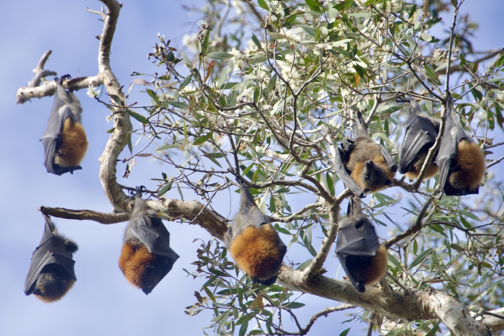 Grey-headed Flying-fox from Gold Coast QLD, Australia on April 27, 2024 ...