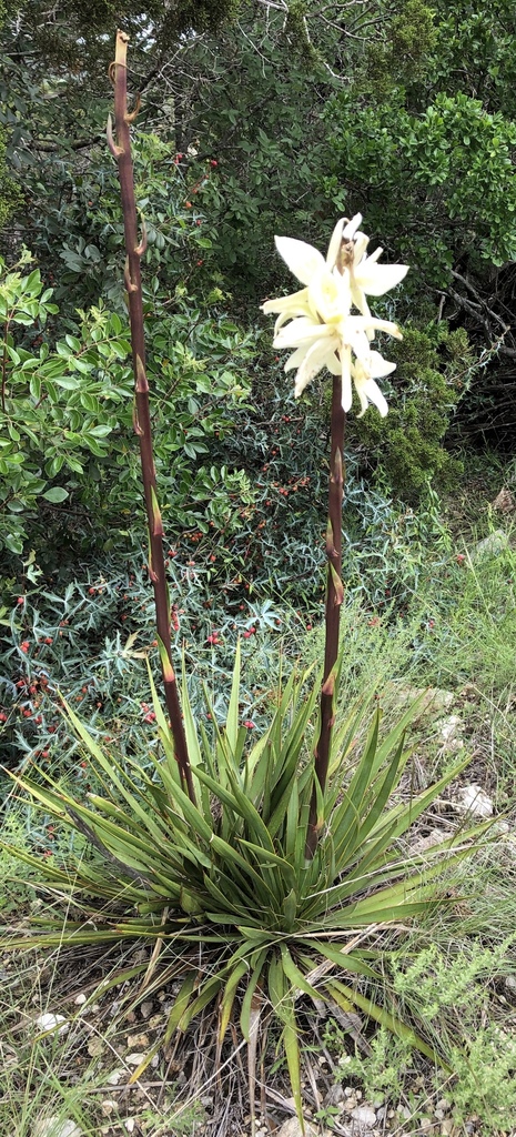 Twisted-leaf Yucca from South Llano River State Park, Junction, TX, US ...