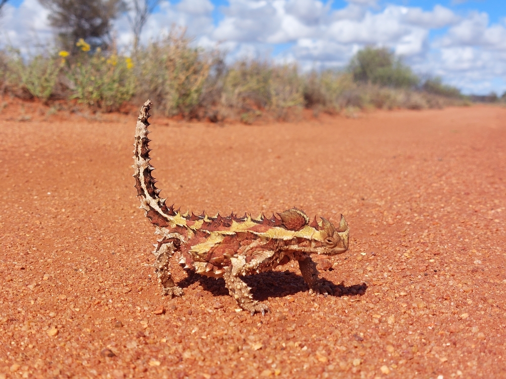 Thorny Devil from Pukatja SA 0872, Australia on May 10, 2024 at 11:11 ...