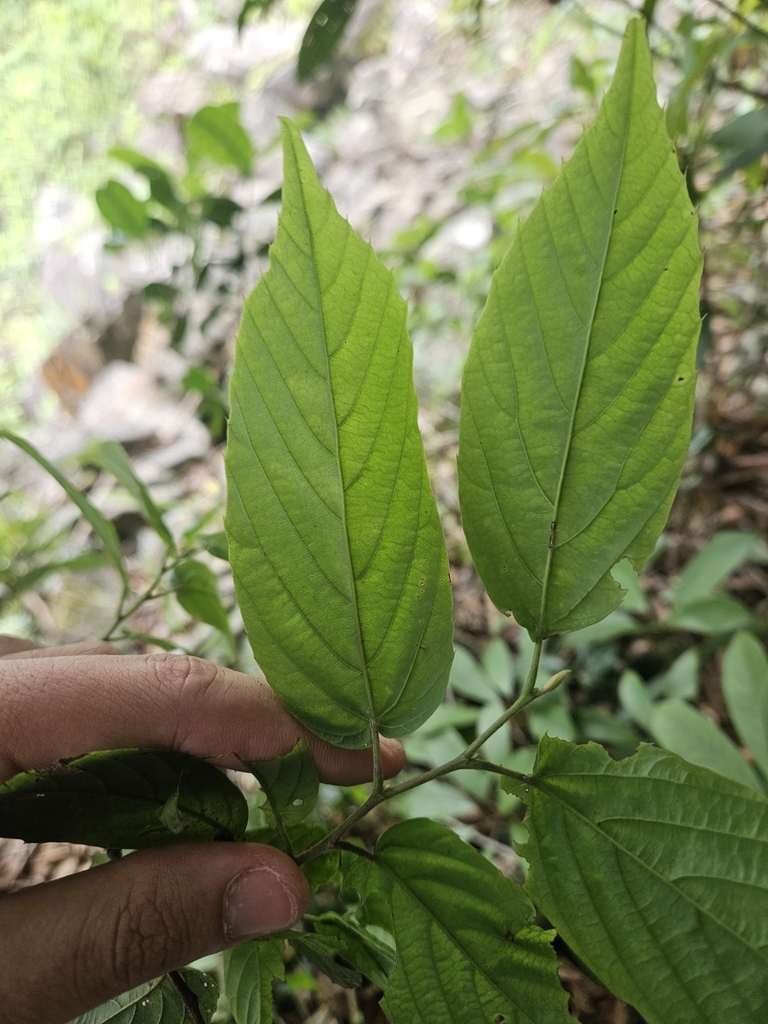snowbell family in May 2024 by Chiu Yuhang · iNaturalist