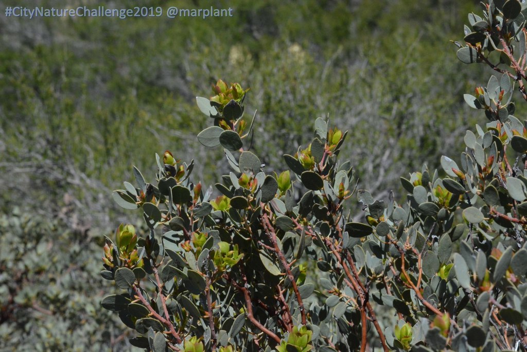 Peninsular Manzanita from Ensenada, Baja California, Mexico on April 26 ...
