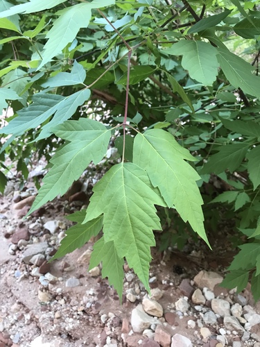 Photo 37966021, (c) Nate Loper, all rights reserved, uploaded by Nate ...