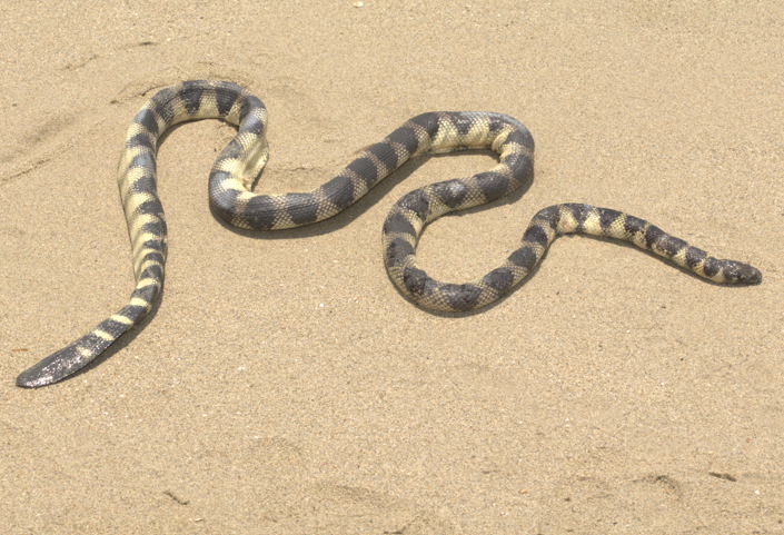 Annulated Sea Snake from Valvettithurai, Sri Lanka on May 07, 2024 at ...