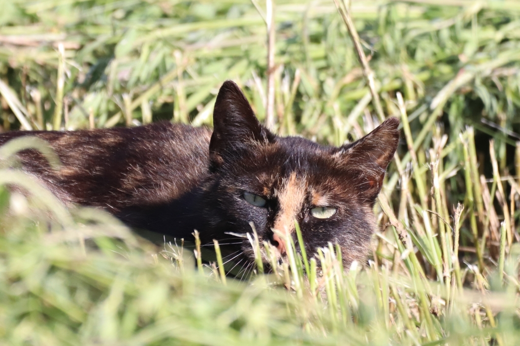 Domestic Cat from 10200 Couvignon, France on May 10, 2024 at 08:35 AM ...