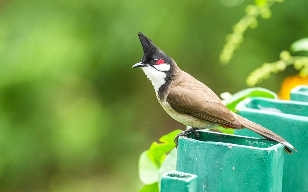 Red-whiskered Bulbul from Nossa Senhora do Carmo, MO-IL, MO on May 10 ...