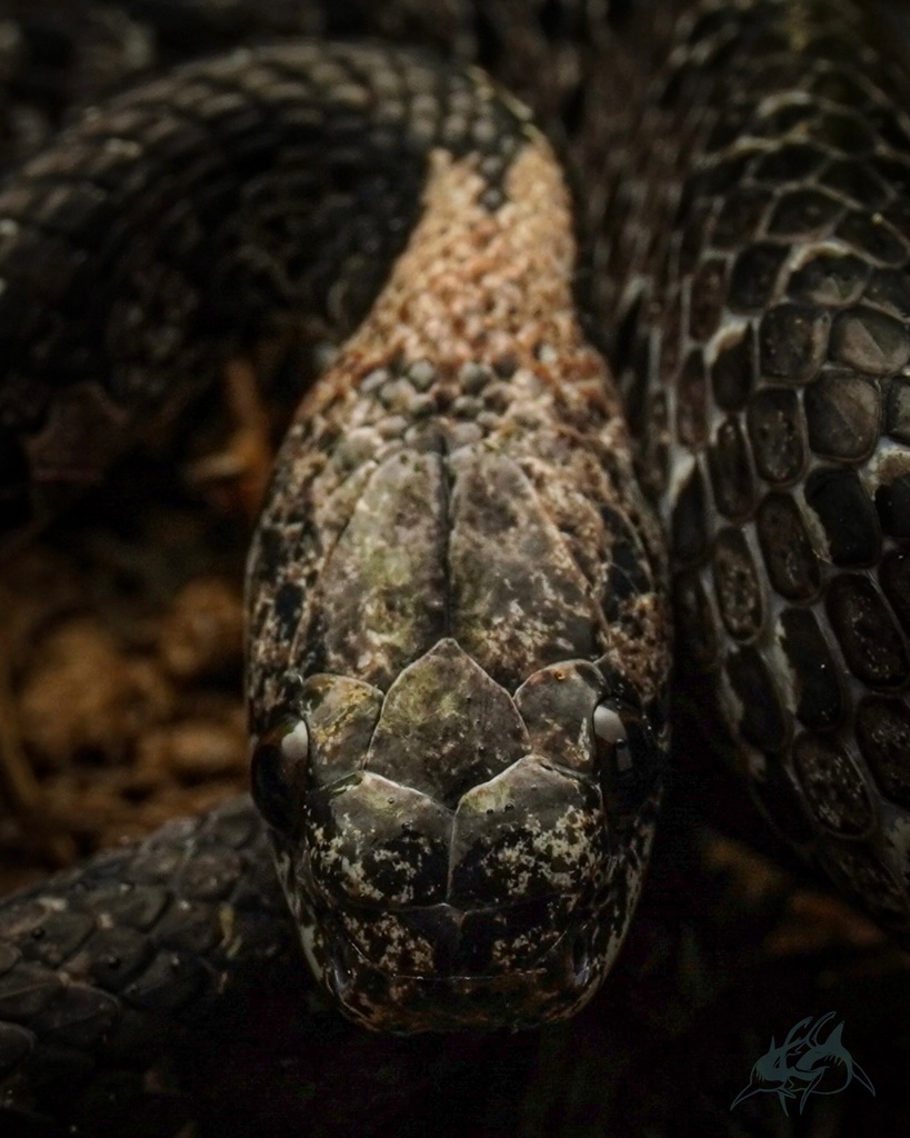 Mountain Slug Snake from Xixiangtang, Nanning, Guangxi Zhuangzu Zizhiqu ...