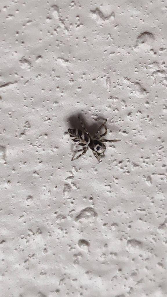 Zebra Jumping Spider from Arlington, WI 53911, USA on May 10, 2024 at ...