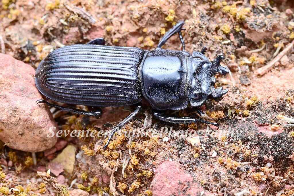 Nigidius elongatus in May 2024 by Kaniska · iNaturalist