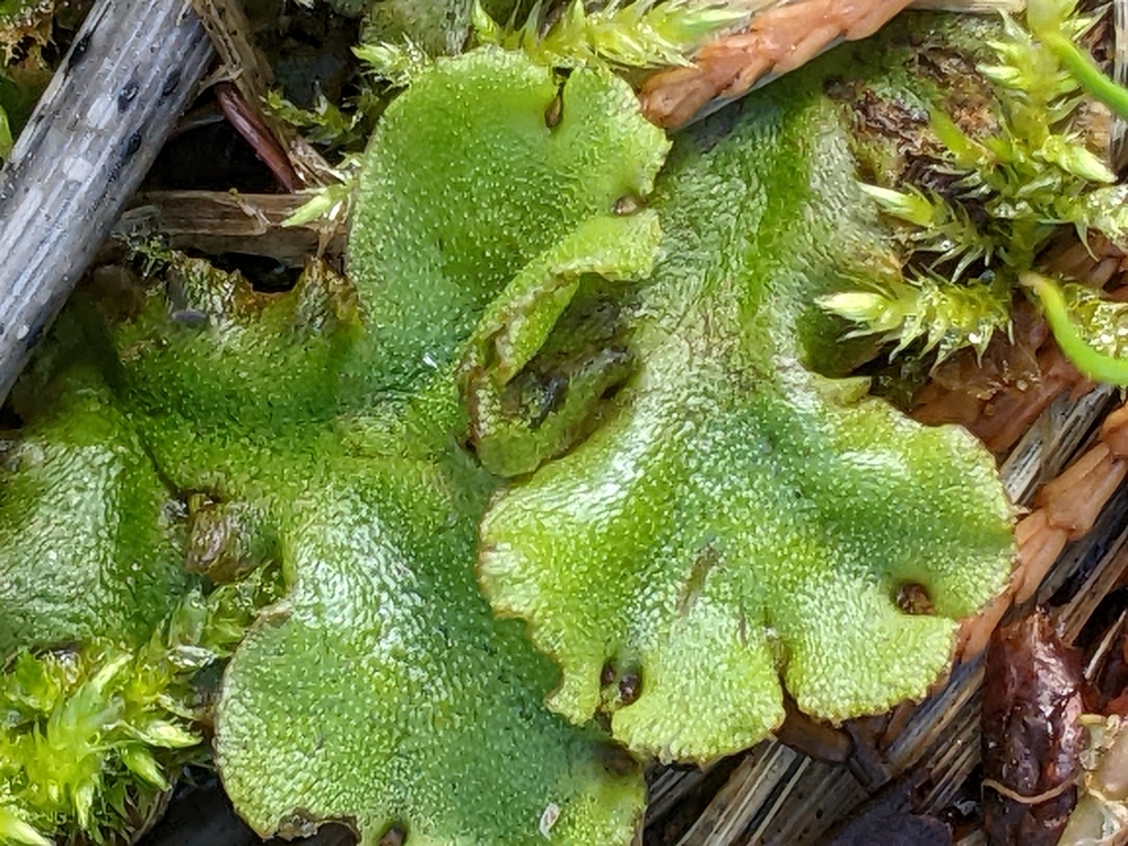 Marchantia polymorpha montivagans from Wildwood, CA 96076, USA on May 6 ...