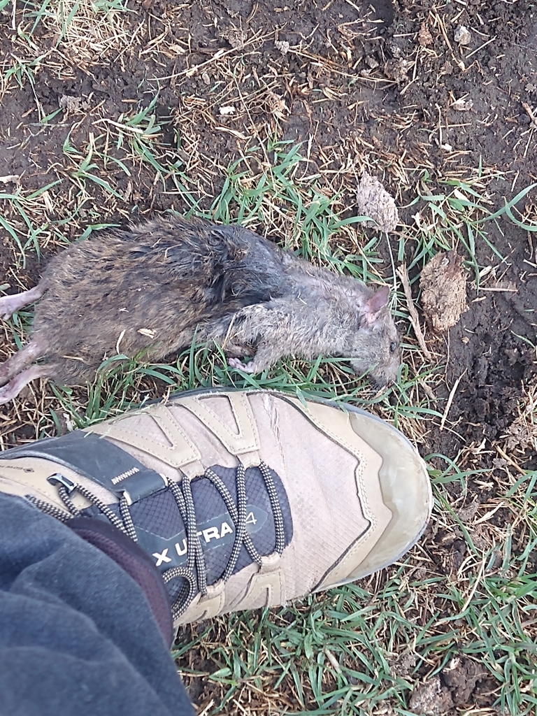 Black Rat from San Francisco Soyaniquilpan, Méx., México on May 10 ...