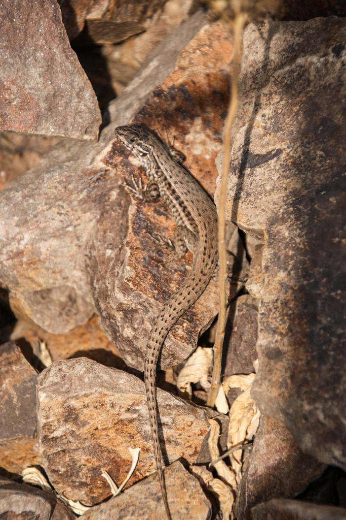 Black-green Smooth-throated Lizard from Cordillera, Región ...