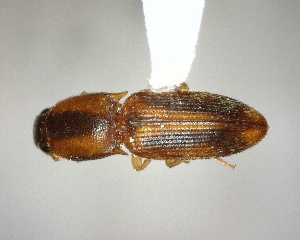 Sweet Click Beetle from Kimble County, TX, USA on May 31, 2023 at 10:38 ...