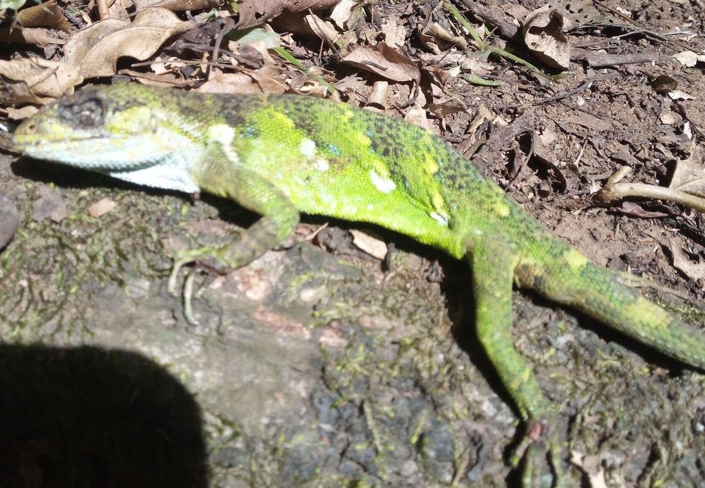 Werner's Monkey Lizard from Macara, Ecuador on May 10, 2024 at 10:27 AM ...