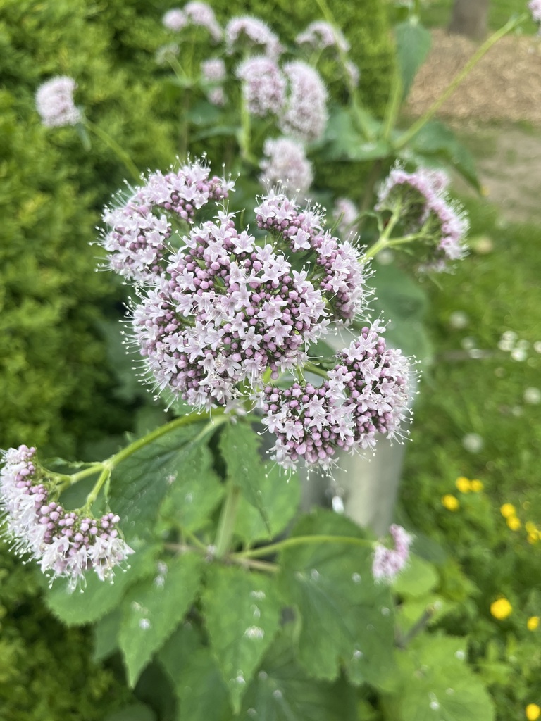 Pyrenean Valerian from Whitworth Park, Manchester, England, GB on May ...