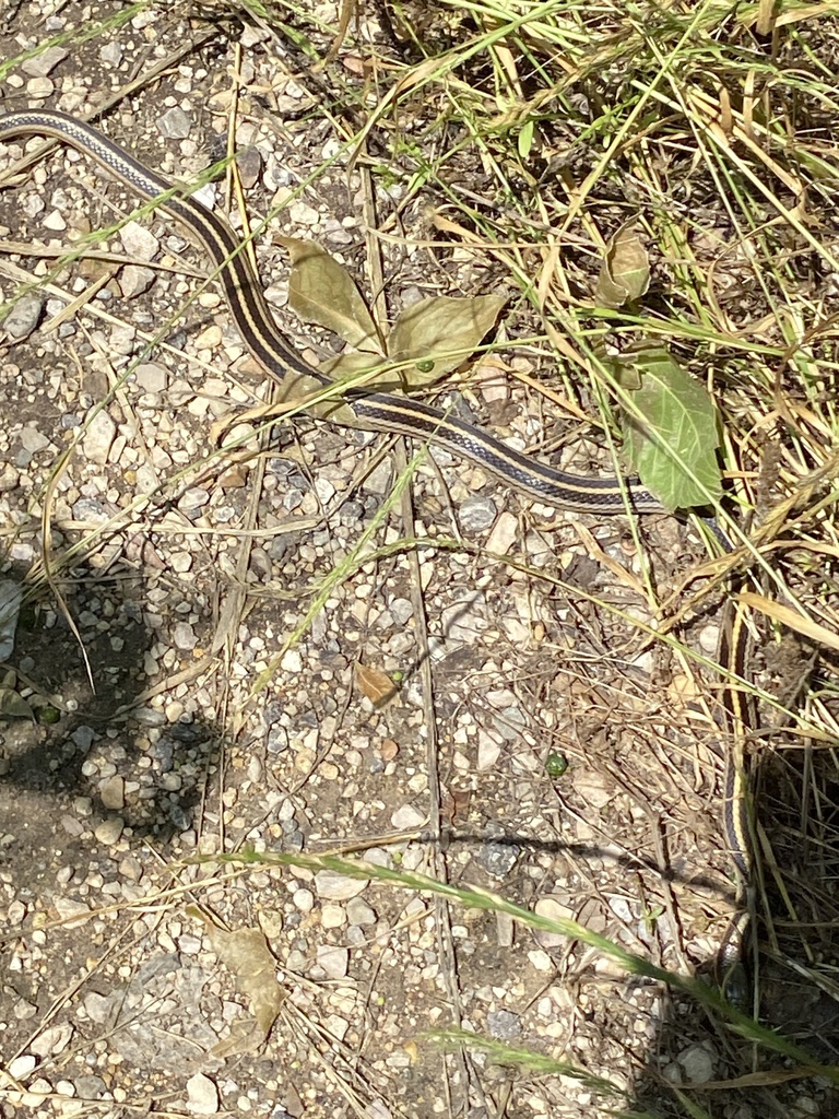 Texas Patch-nosed Snake from Whispering Oak Dr, Blanco, TX, US on May ...