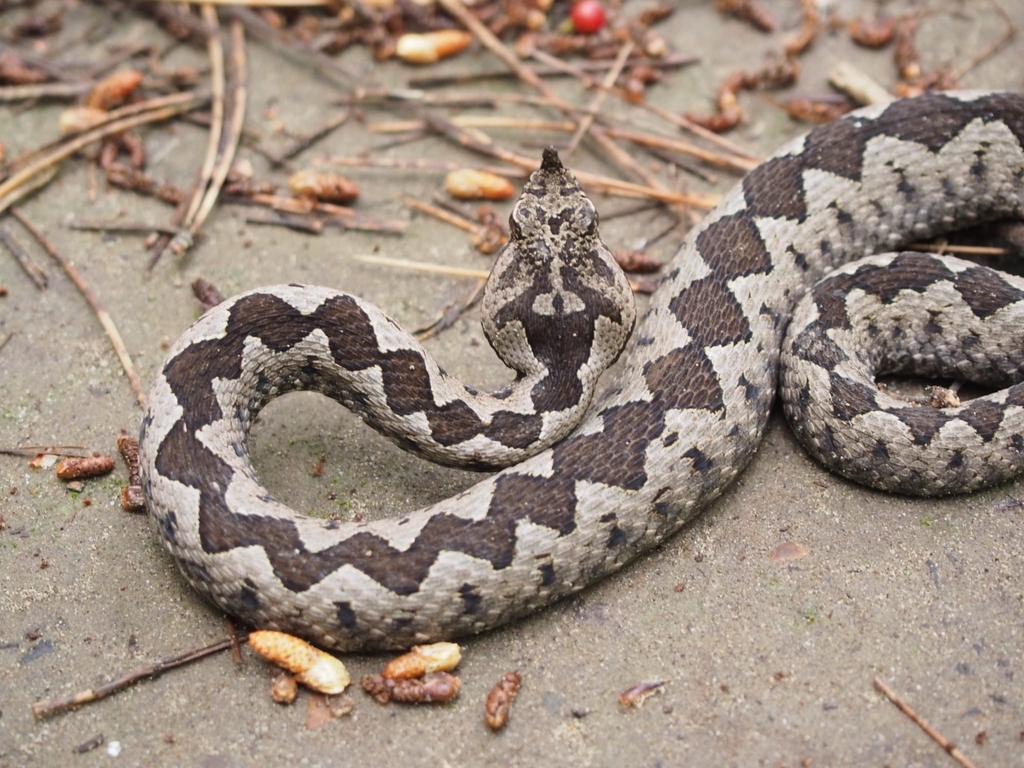 Nose-horned Viper from Divjakë, Albánie on May 10, 2024 by Roman ...