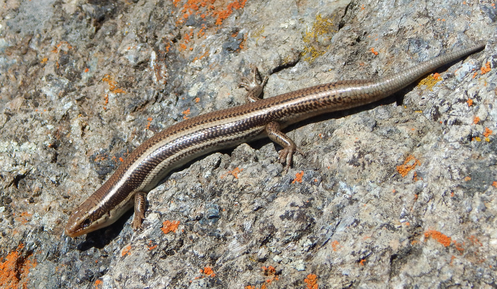 Western Skink from Alameda County, CA, USA on May 4, 2019 at 12:38 PM ...