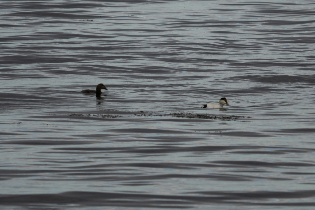Common Eider from St. Andrews, NB E5B, Canada on May 10, 2024 at 04:39 ...