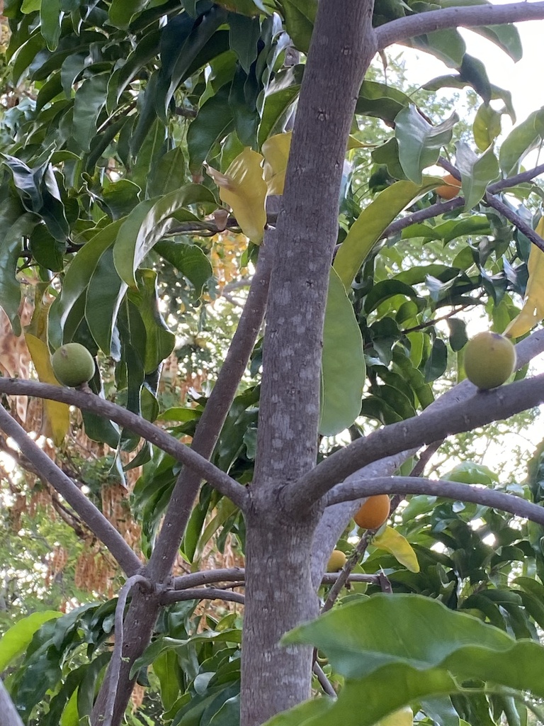 False Mastic from Calle 54, Mérida, Yuc., MX on May 10, 2024 at 04:08 ...