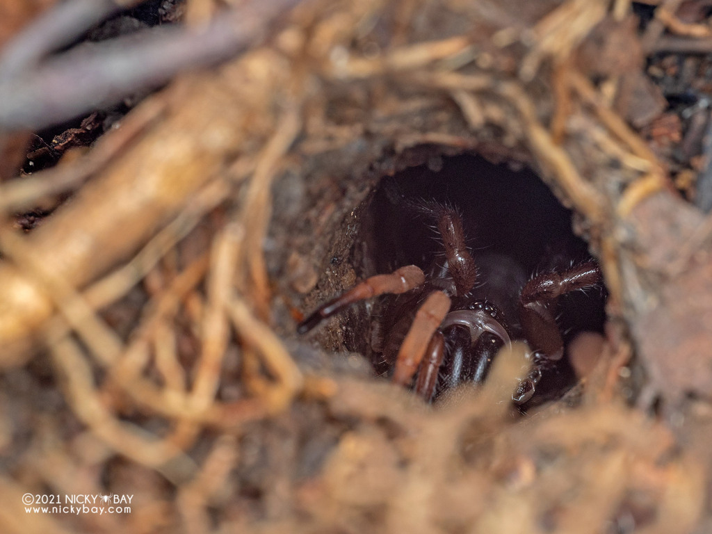Damarchus workmani from Mandai Rd Track 7, Singapore on June 13, 2021 ...