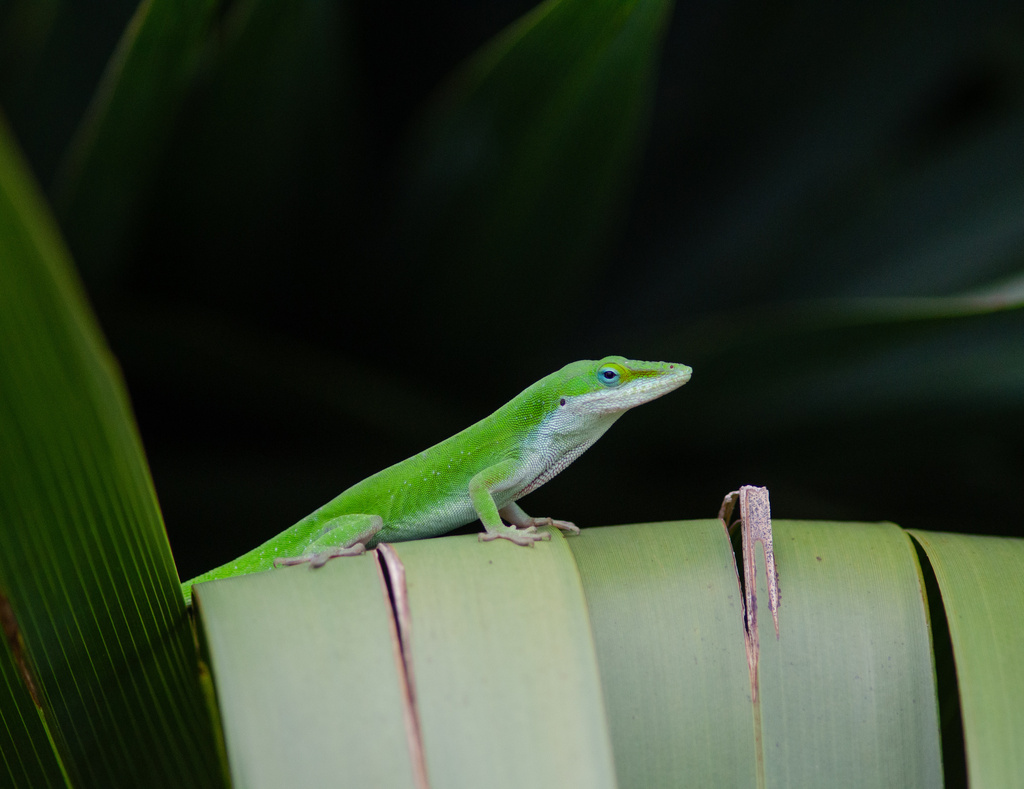 Green Anole from Lady Bird Johnson Wildflower Center, Austin, TX, US on ...
