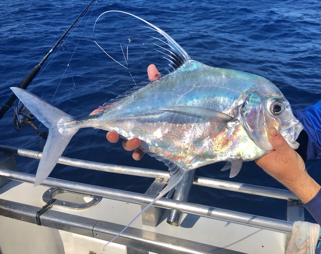 African Pompano from South Pacific Ocean on November 8, 2020 at 08:35 ...