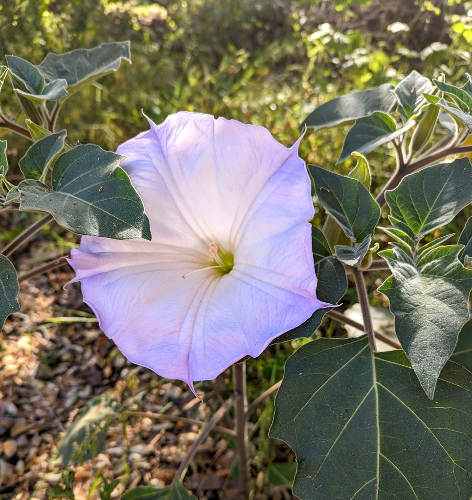 Sacred Datura from Harbison Canyon, CA, USA on May 10, 2024 at 05:07 PM ...